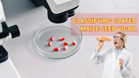 Classifying Coated Maize Seed Vigor | Encyclopedia MDPI