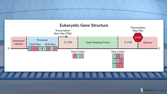 Transcription and RNA Processing - Free Sketchy Medical Lesson