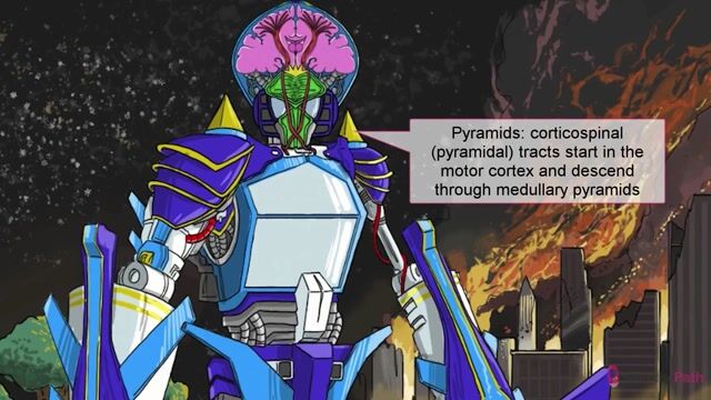 Spinal Muscular Atrophy, Amyotrophic Lateral Sclerosis (ALS ...