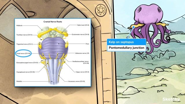 Cranial Nerve VII (Facial) - Free Sketchy Medical Lesson