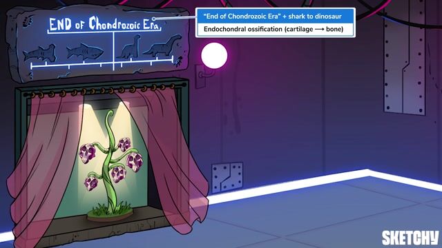 Bone Formation and Repair - Free Sketchy MCAT Lesson