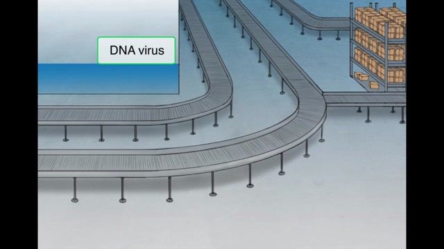 Smallpox virus, Cowpox virus, Molluscum contagiosum virus (Poxviridae ...