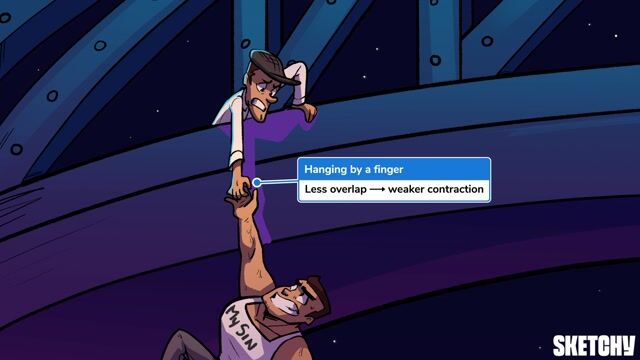 Muscle Contraction - Free Sketchy MCAT Lesson