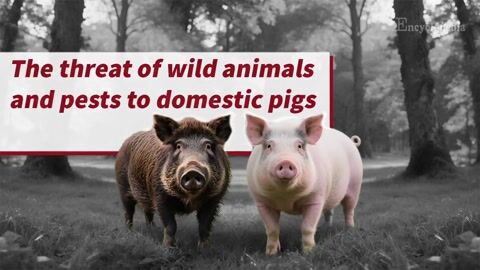 Wildlife and Pests in Pig Disease Transmission | Encyclopedia MDPI