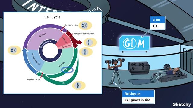 Cell Cycle - Free Sketchy Medical Lesson