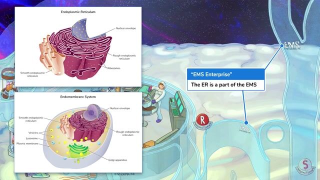 Endoplasmic Reticulum, Vesicles, & Golgi-Apparatus - Free Sketchy ...