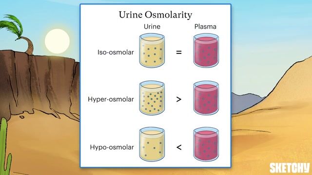 Regulation of Body Fluid Osmolarity - Free Sketchy Medical Lesson