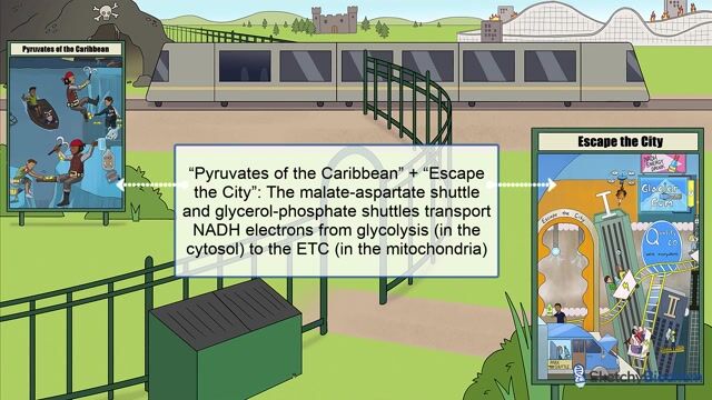 Malate-Aspartate & Glycerol-Phosphate Shuttles - Free Sketchy Medical ...