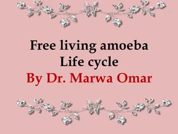 Free-Living Amoeba Life Cycle | Encyclopedia MDPI