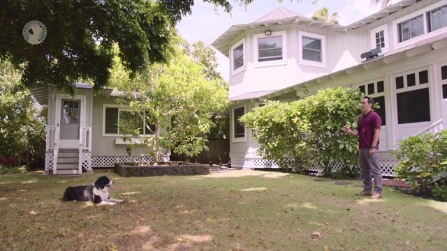 The Ultimate Guide to Distance Obedience Training for Your Dog | The ...