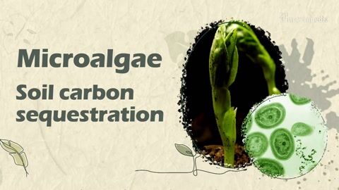 Role of Microalgae in Soil Carbon Sequestration | Encyclopedia MDPI