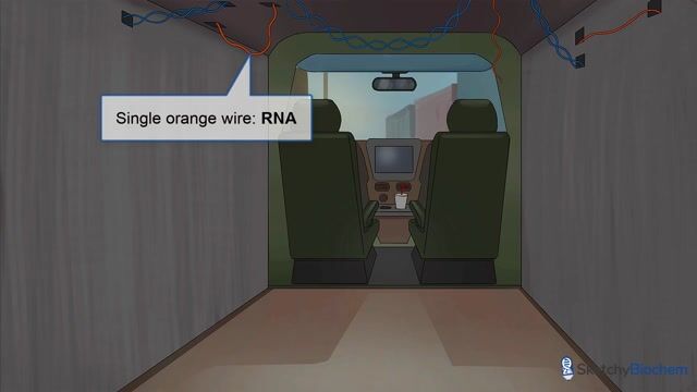 Chromatin Structure - Free Sketchy Medical Lesson