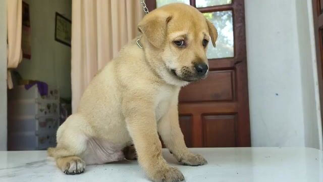 Bán chó con Golden dễ thương. - 119012695