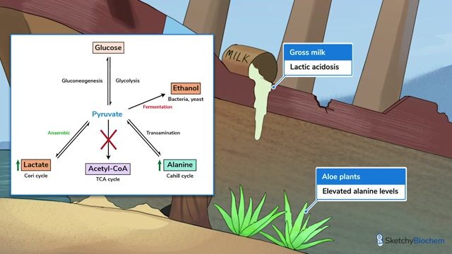 Pyruvate Dehydrogenase Deficiency & Arsenic Poisoning - Free Sketchy ...