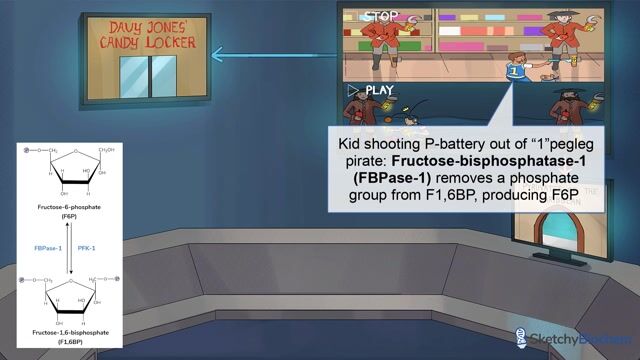 Glycolysis Regulation - Free Sketchy MCAT Lesson