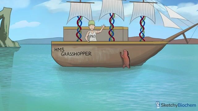 Collagen (Overview and Synthesis) - Free Sketchy Medical Lesson