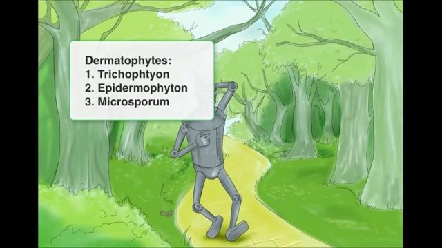 Epidermophyton spp., Trichophyton spp., Microsporum spp. (dermatophytes ...