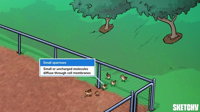 Biosignaling - Free Sketchy MCAT Lesson