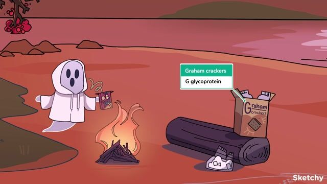 Respiratory Syncytial Virus and Human Metapneumovirus (Pnuemoviridae ...