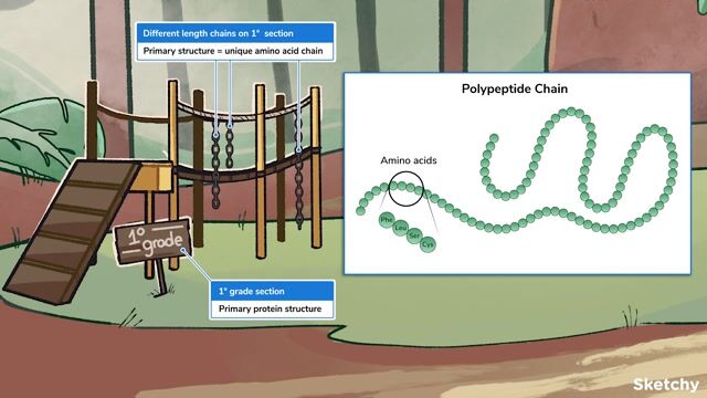 Protein Structure and Function - Free Sketchy MCAT Lesson