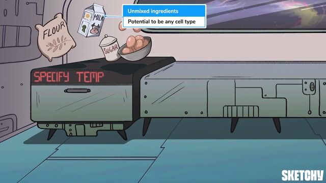 Cell Specialization - Free Sketchy MCAT Lesson