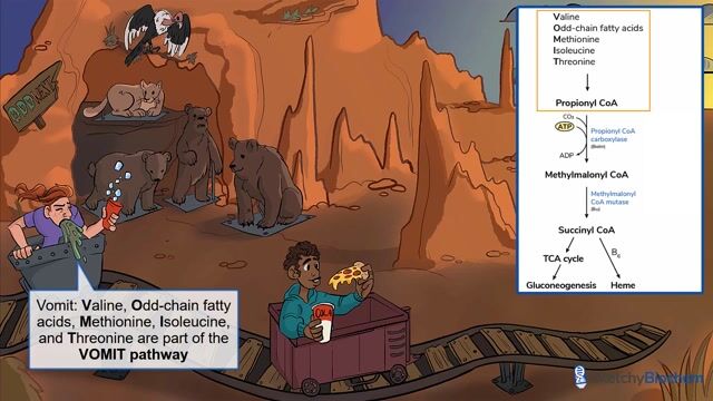 Beta Oxidation of Odd-Chain Fatty Acids (VOMIT Pathway) - Free Sketchy ...