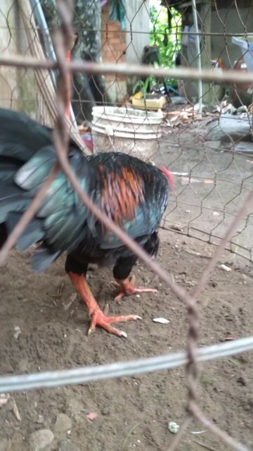 O que 2kg6 - 128801782