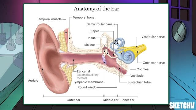 Audition - Free Sketchy Medical Lesson