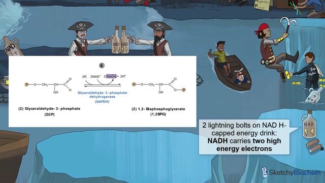Glycolysis Part 2 - Free Sketchy Medical Lesson