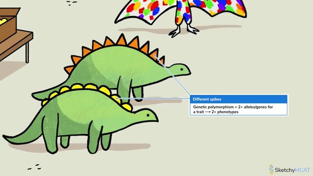 Patterns of Dominance - Free Sketchy MCAT Lesson