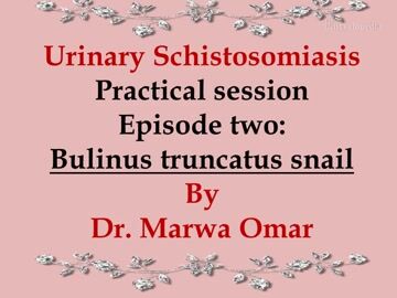 Bulinus truncatus Snail | Encyclopedia MDPI