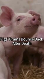 Pig Brain Revived after Death | Encyclopedia MDPI