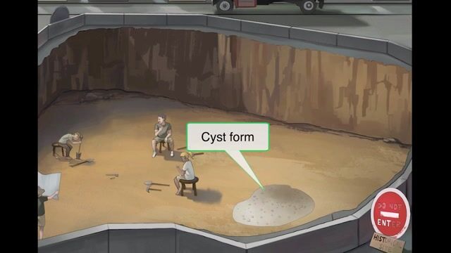 Entamoeba Histolytica Life Cycle Animation