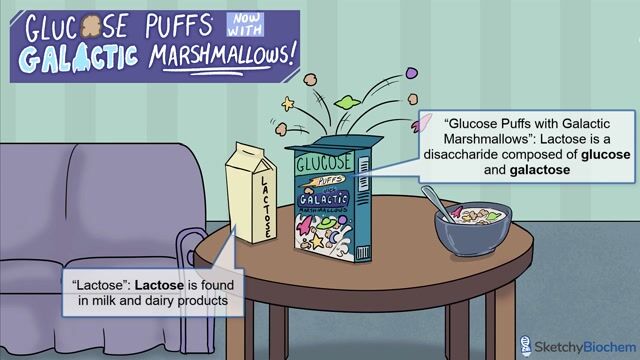 Lactase Deficiency - Free Sketchy Medical Lesson