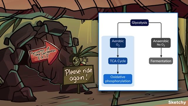 Fermentation (Anaerobic Glycolysis) - Free Sketchy MCAT Lesson