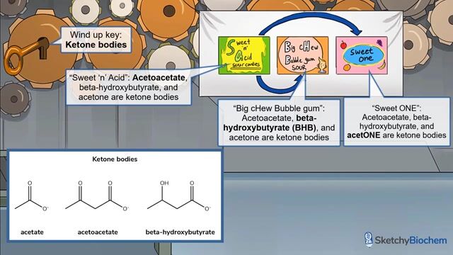 Ketone Bodies - Free Sketchy Medical Lesson