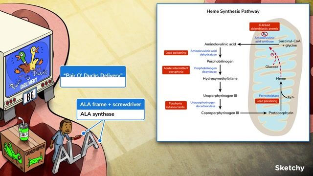 Heme Synthesis - Free Sketchy Medical Lesson