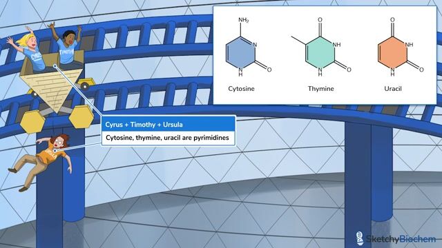 DNA Structure and Function - Free Sketchy MCAT Lesson