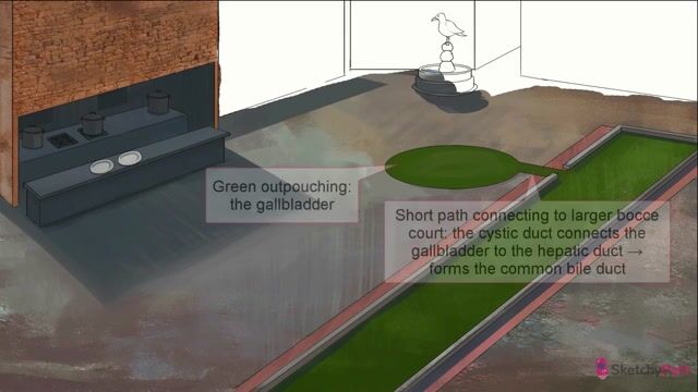 Gallbladder & Biliary Tract Disease - Free Sketchy Medical Lesson