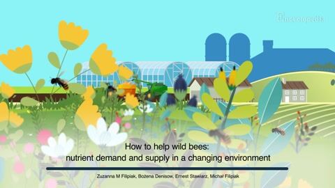How to Help Wild Bees | Encyclopedia MDPI