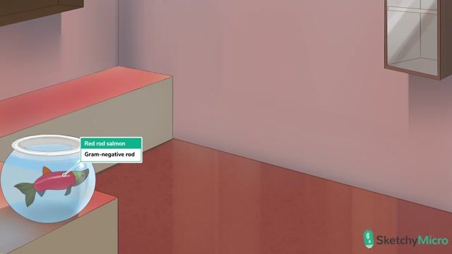 Salmonella Part 1: Introduction to Salmonella & NTS - Free Sketchy ...