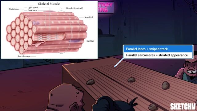 Types of Muscle - Free Sketchy MCAT Lesson