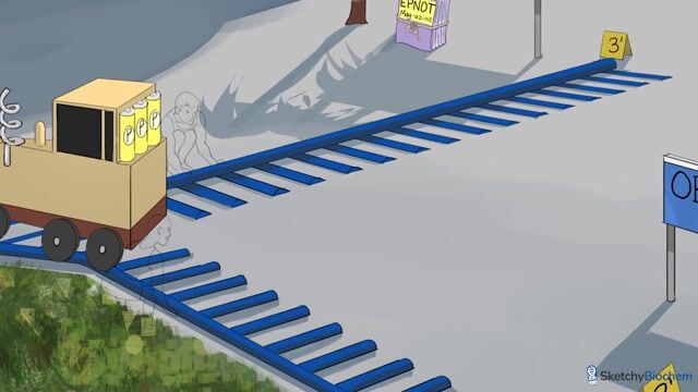 DNA Replication - Free Sketchy MCAT Lesson