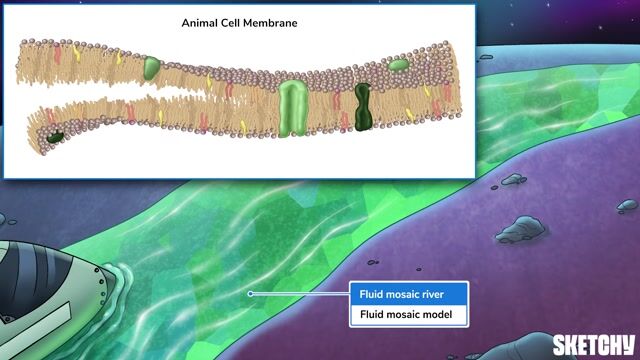 Cell Membrane Structure - Free Sketchy MCAT Lesson