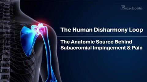Human Disharmony Loop: Anatomy Behind Subacromial Impingement Pain ...