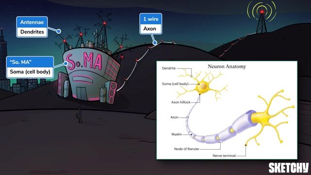 Cells of the Nervous System - Free Sketchy MCAT Lesson