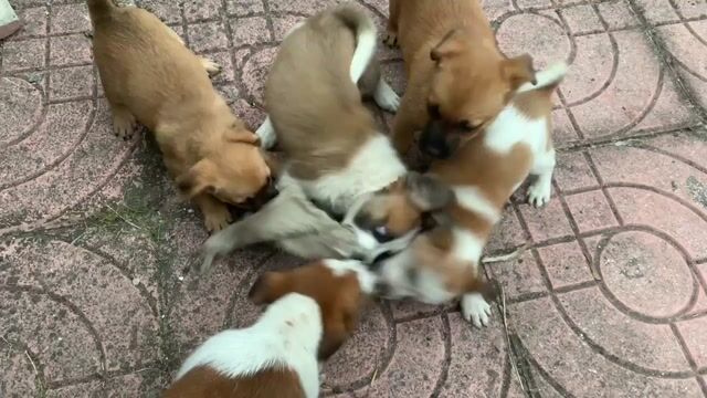 Chó con 3 tháng tuổi - 130481354