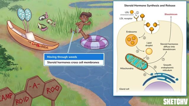 Steroid Hormones: Synthesis and Mechanisms - Free Sketchy MCAT Lesson