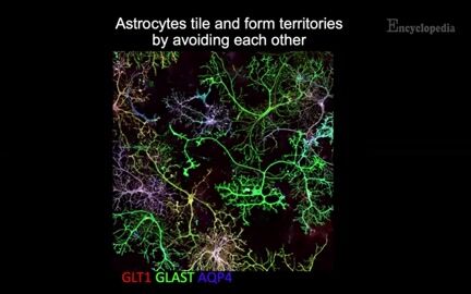 Neurons Induce Tiled Astrocytes | Encyclopedia MDPI