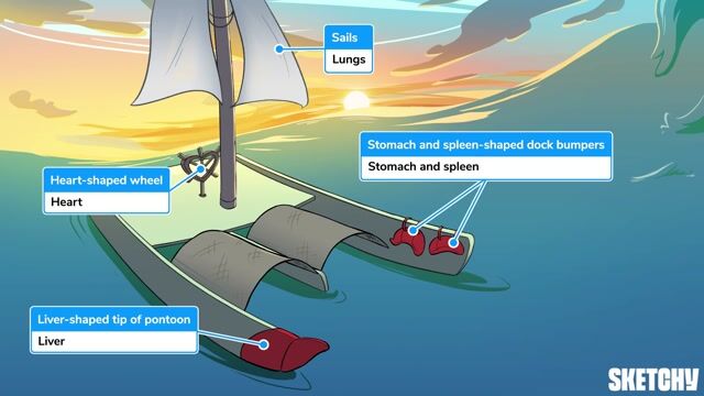 Diaphragm & Phrenic Nerve - Free Sketchy Medical Lesson
